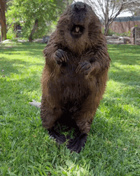 Funny Eating Beaver GIF | GIFDB.com