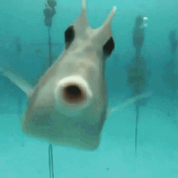 Funny Fish Swimming Kiss Me GIF | GIFDB.com