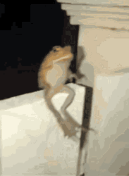 Funny Frog Doing A Flip GIF | GIFDB.com