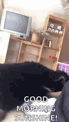 Funny Good Morning Dog Sticking Out Tongue GIF | GIFDB.com