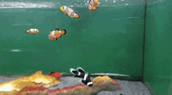 Funny Googly Eyed Fish Ptsd Meme GIF | GIFDB.com