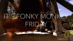 Funny Happy Friday Its Fonky Monkey GIF | GIFDB.com