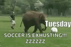 Funny Happy Tuesday Exhausted Elephant GIF | GIFDB.com