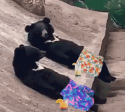 Funny Hello Bears Chilling GIF | GIFDB.com