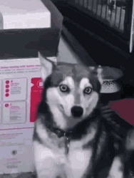 Funny Husky Dog Coughing GIF | GIFDB.com