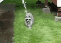 Prancing Impatient Dog GIF | GIFDB.com