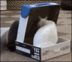 Funny It's A Cat Trap Box GIF | GIFDB.com