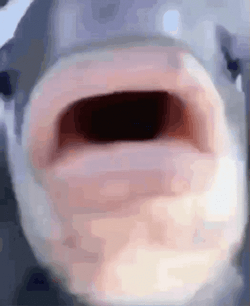 Funny Koi Fish Protruded Mouth GIF | GIFDB.com