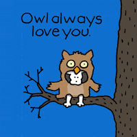 Funny Love Owl Always Love You GIF | GIFDB.com