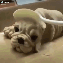 Funny Meme Dog Cake Shook GIF | GIFDB.com