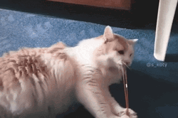 Funny Memes Cat Rubberband GIF | GIFDB.com