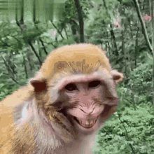 Funny Monkey Big Grin GIF | GIFDB.com