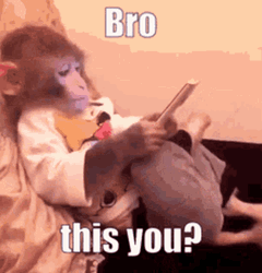 Funny Monkey Bro This You Meme GIF | GIFDB.com