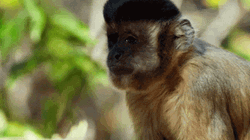 Funny Monkey Disgusted Reaction GIF | GIFDB.com