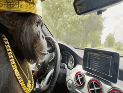 Funny Monkey Driving A Car GIF | GIFDB.com