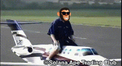 Funny Monkey Face Meme Ride On Plane GIF | GIFDB.com