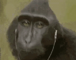 Funny Monkey Headset On GIF | GIFDB.com