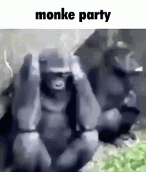 Funny Monkey Party Meme GIF | GIFDB.com