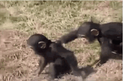Funny Monkey Pushing Baby In Water GIF | GIFDB.com