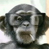 Funny Monkey Smoking Wearing Eyeglasses GIF | GIFDB.com