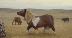 Funny Pony Doing Moonwalk GIF | GIFDB.com