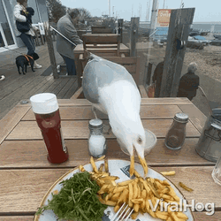 Funny Seagull Screaming Dive Right Now Meme GIF | GIFDB.com