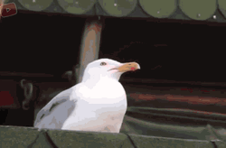 Funny Seagull Meme Power Up Scream GIF | GIFDB.com