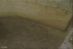 Funny Sheep Running GIF | GIFDB.com