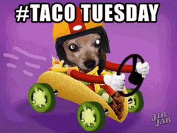 Funny Taco Tuesday Puppy Riding GIF | GIFDB.com