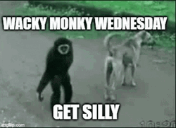Funny Wednesday Monkey Pulling Dog's Tail GIF | GIFDB.com