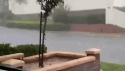 Garbage Bins Racing GIF | GIFDB.com