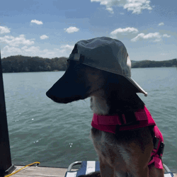 German Shepherd Wear Cap GIF | GIFDB.com