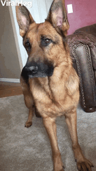 German Shepherd What Is That Reaction GIF | GIFDB.com