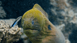 Giant Moray Marine Eel GIF | GIFDB.com