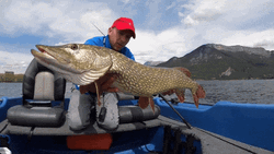 Giant Pike Fish Meme GIF | GIFDB.com