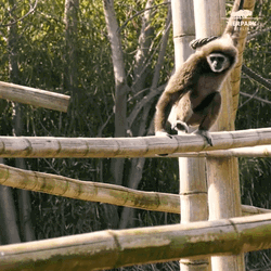 Gibbon Balancing And Swinging GIF | GIFDB.com