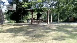 Gibbon Funny Walk GIF | GIFDB.com