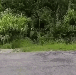 Gibbon Hitting Camera GIF | GIFDB.com