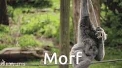 Gibbon Spinning On Rope GIF | GIFDB.com