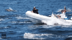 Girl Boy Riding Skiff Dolphin Swims Near Skiff GIF | GIFDB.com