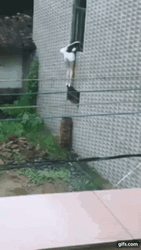 Girl Jumping Out Window And Falling GIF | GIFDB.com