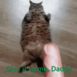 Give It To Me French Cat GIF | GIFDB.com