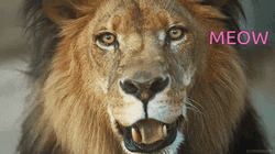 Go Lions Roar GIF | GIFDB.com