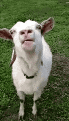 Goat Performance Is Blah Blah Blah GIF | GIFDB.com