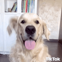 Golden Retriever 448 X 450 Gif GIF | GIFDB.com