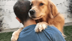 Golden Retriever Dogs Hugging GIF | GIFDB.com