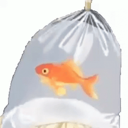 Goldfish In Bouncing Plastic Bag GIF | GIFDB.com
