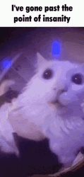 Gone Past The Point Of Insanity GIF | GIFDB.com