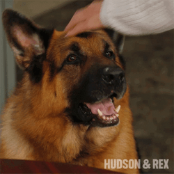 Good Dog Rex Head Pats Hudson And Rex Series GIF | GIFDB.com