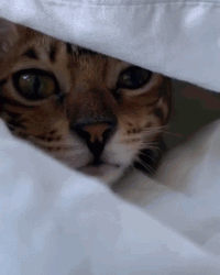 Good Morning Cat Meow GIF | GIFDB.com
